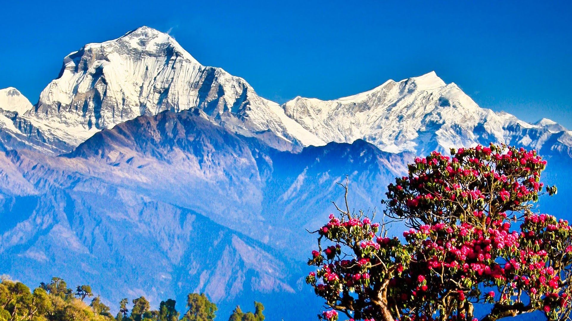 Ghorepani Poonhill Trek | Nepal One Adventure